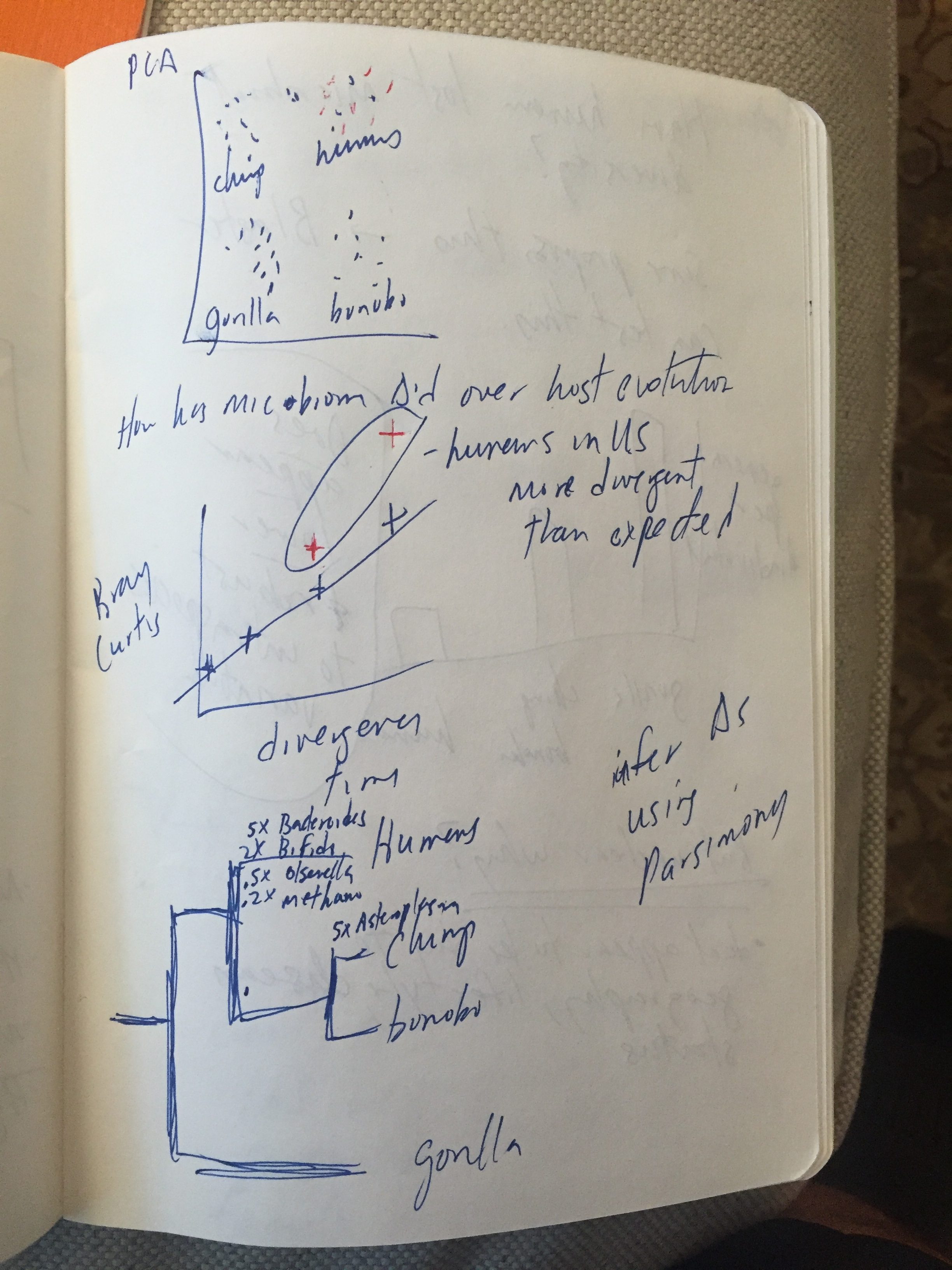 Notes from talk by Andrew Moeller on “Evolution of the human gut ...