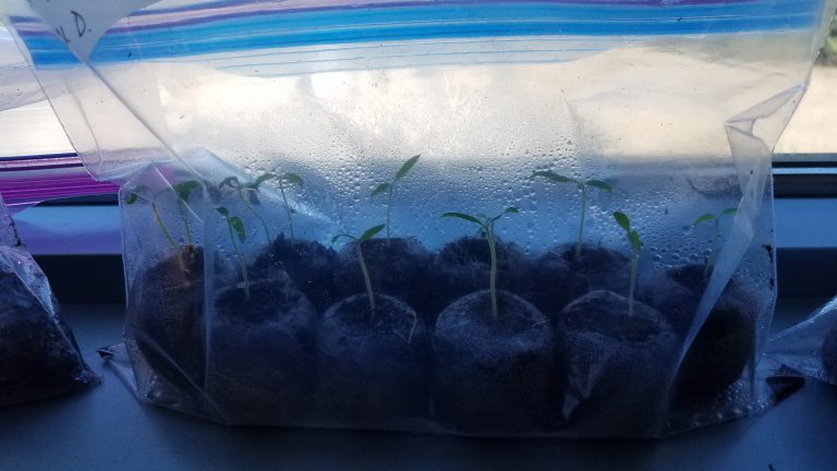 Citizen Science Project on the Tomato Seed Microbiome – microBEnet: the ...